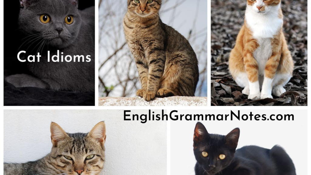 Cat Idioms | List of 30+ Interesting Idioms Related to Cat in English ...
