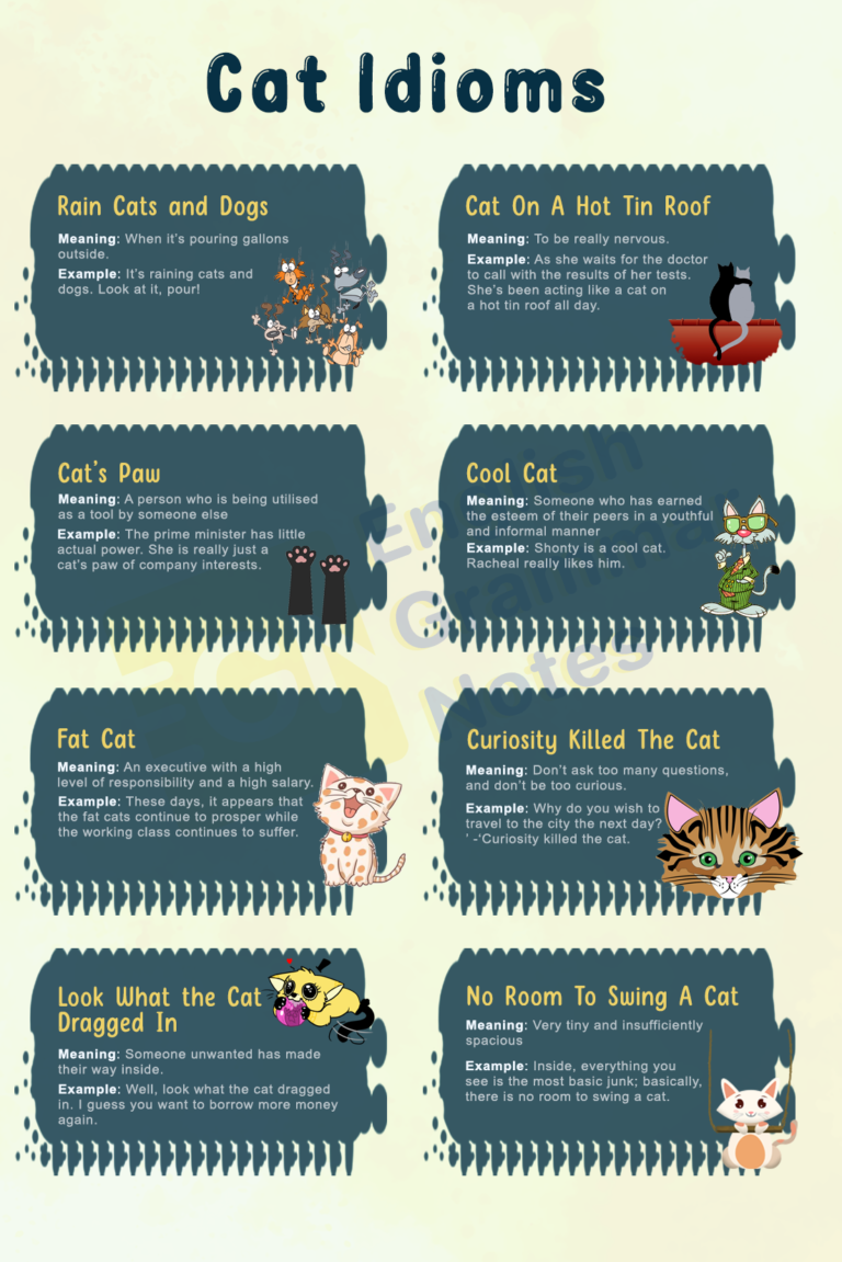 Cat Idioms | List of 30+ Interesting Idioms Related to Cat in English ...