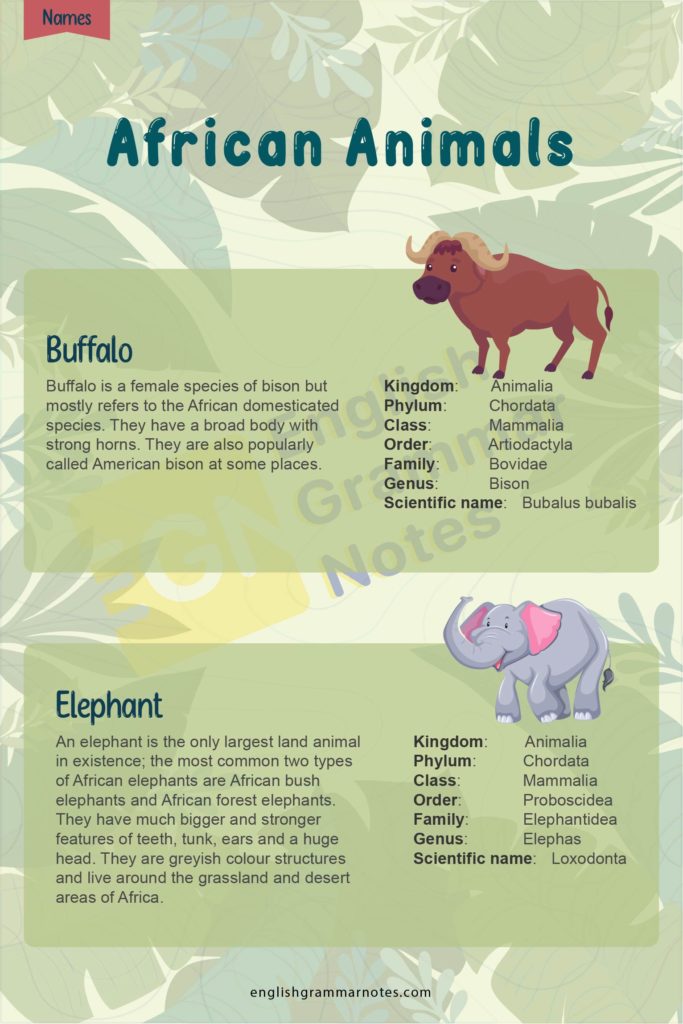 African Animals | List of African Animals With Descriptions – English ...