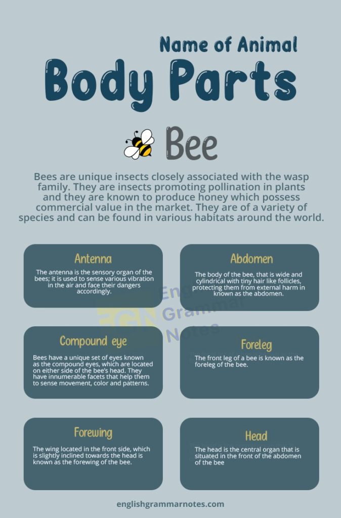 Animals Body Parts | List of Animals Body Parts With Description ...