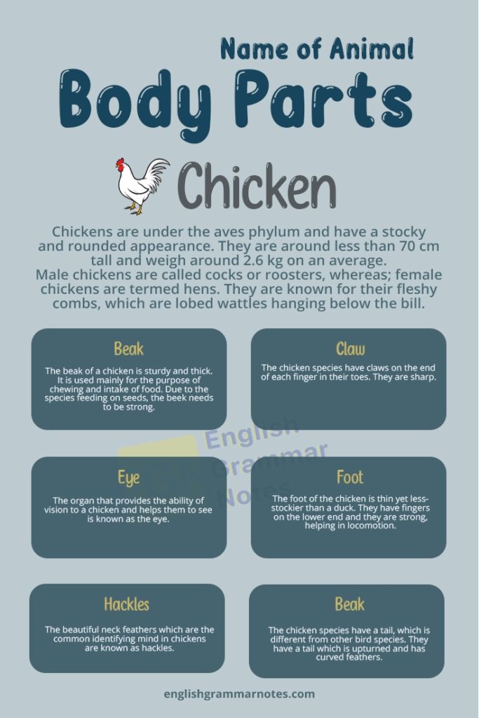 Animals Body Parts | List of Animals Body Parts With Description ...