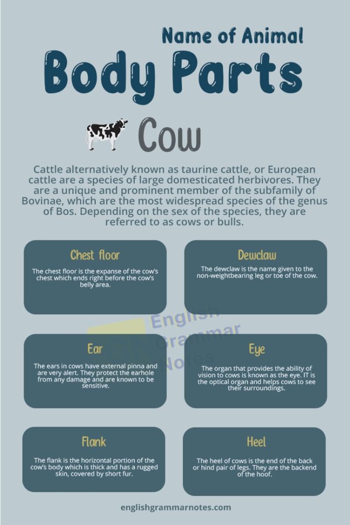 Animals Body Parts | List of Animals Body Parts With Description ...