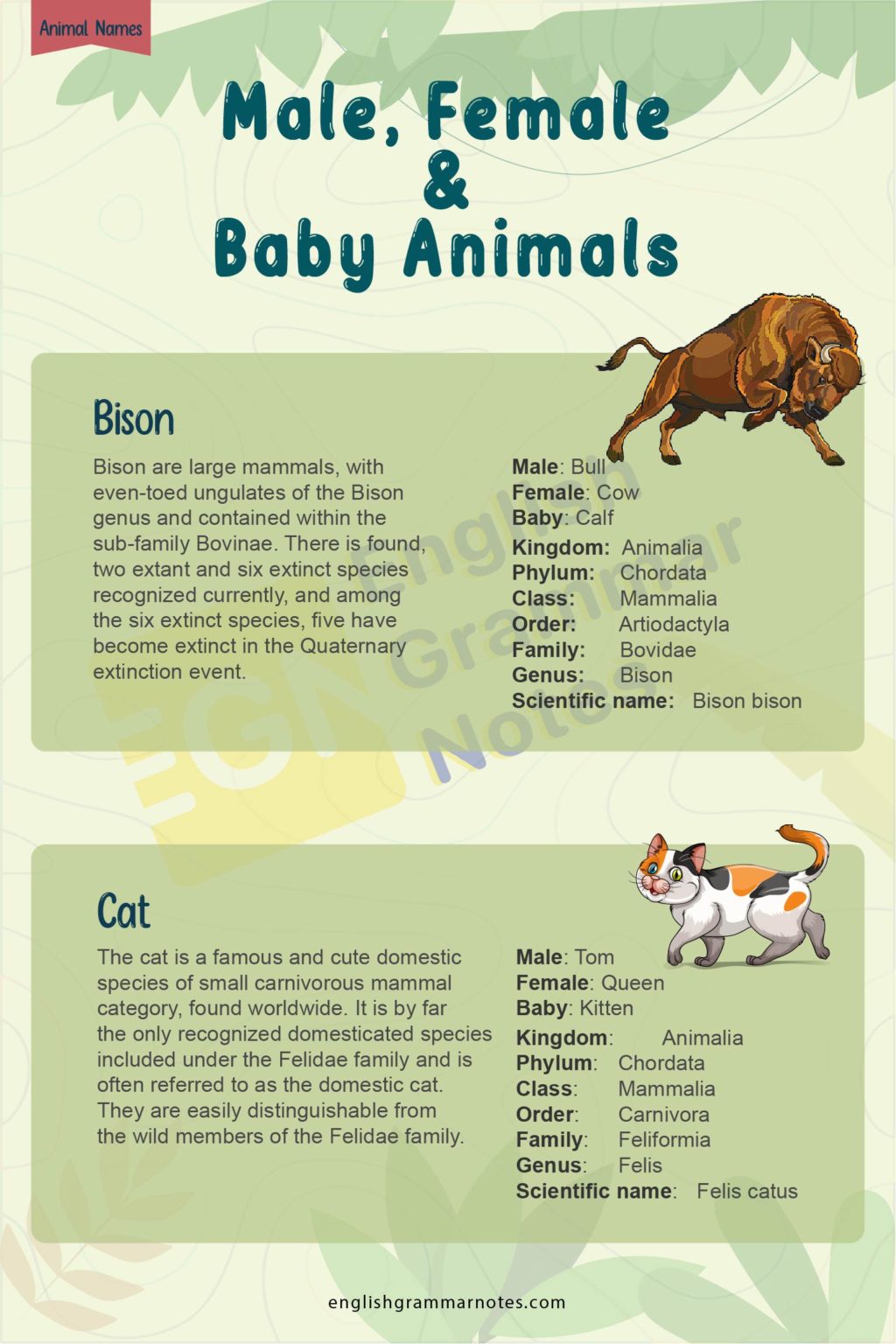 Animal Names Male Female Young Animals | List of Male, Female and Baby ...