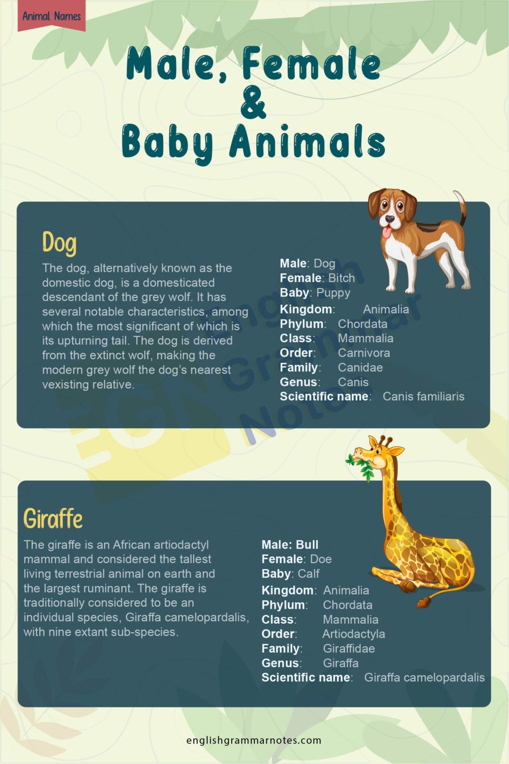 Animal Names Male Female Young Animals | List of Male, Female and Baby ...
