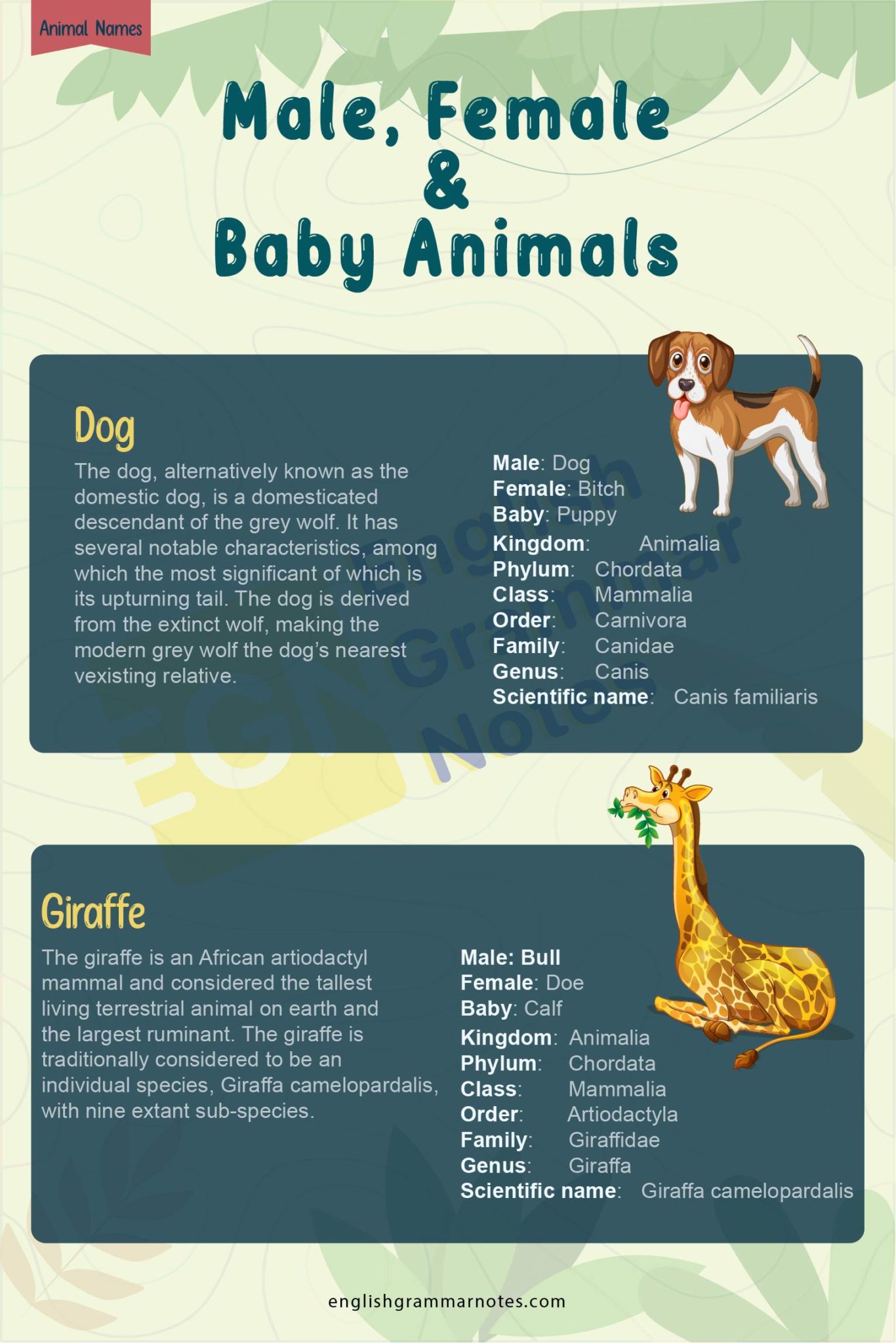 Animal Names Male Female Young Animals | List of Male, Female and Baby ...