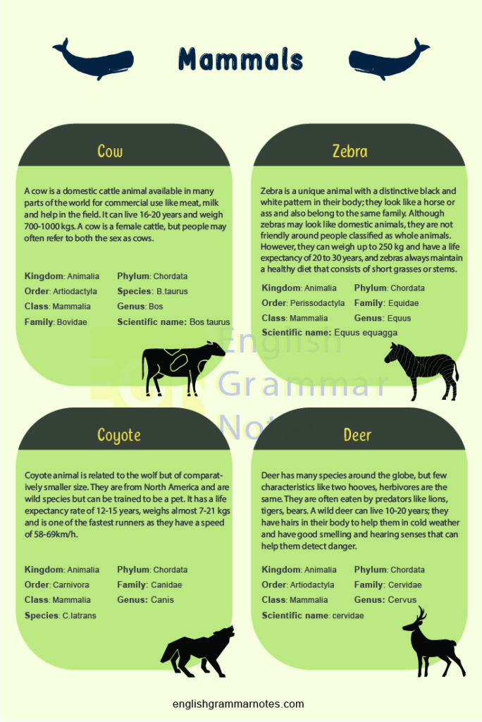 Animal Vocabulary English Mammals | List of Mammals With Description ...