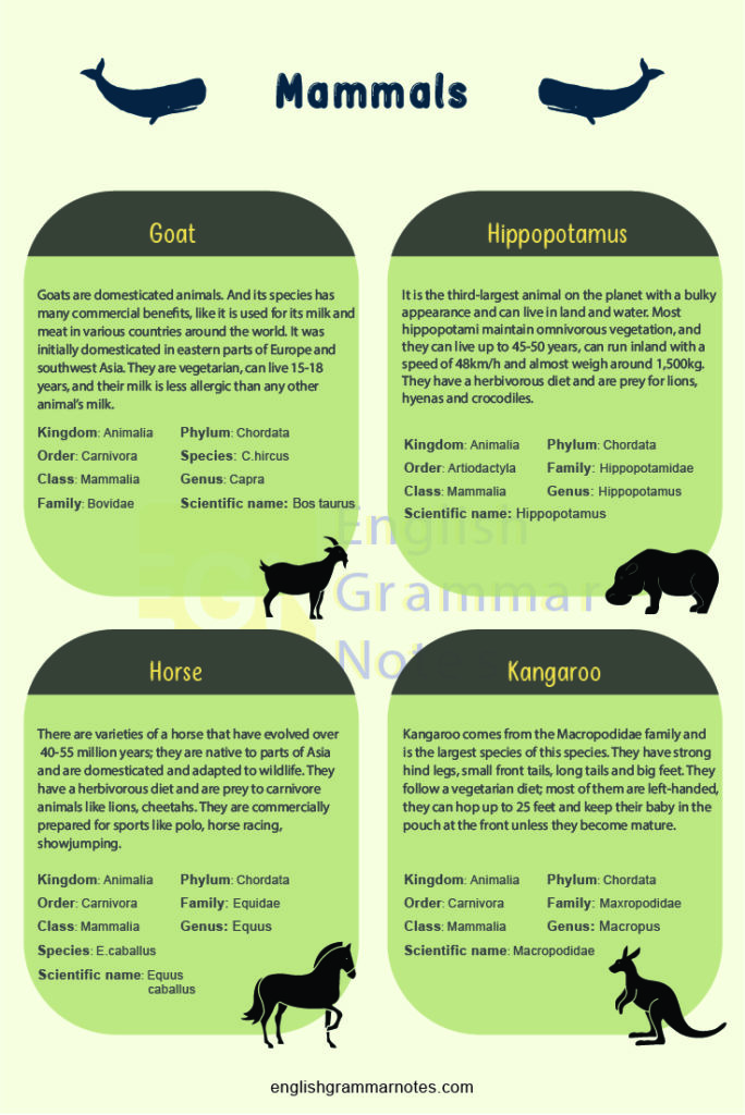 Animal Vocabulary English Mammals | List of Mammals With Description ...