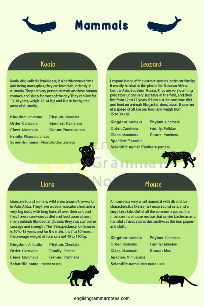 Animal Vocabulary English Mammals | List of Mammals With Description ...