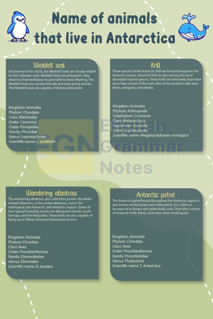 Antarctica Animals | List of Animals of Antarctica With Description ...