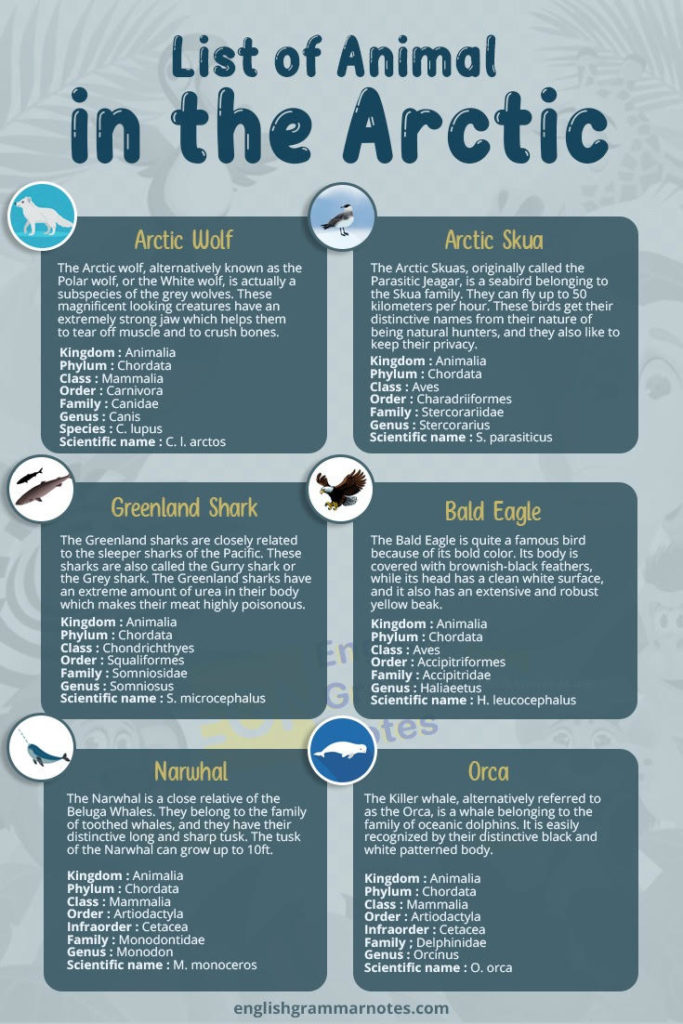 Arctic Animals | List of Animals of Arctic With Description – English ...