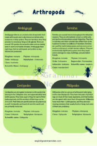 Arthropods | List of Arthropods With Description – English Grammar Notes