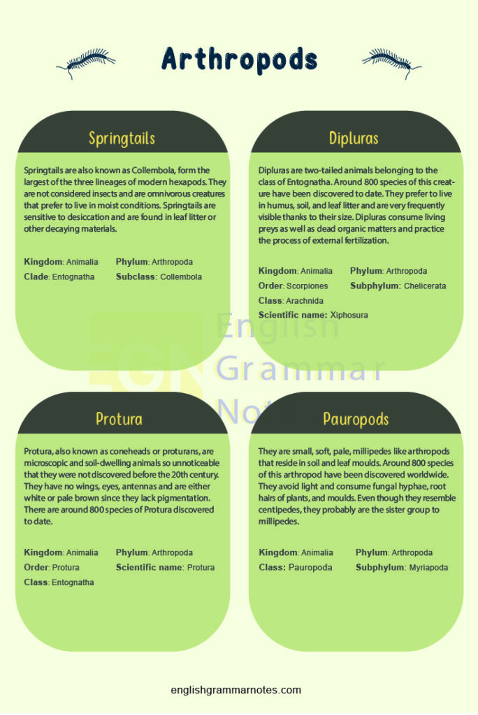 Arthropods | List of Arthropods With Description – English Grammar Notes