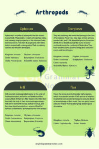 Arthropods | List of Arthropods With Description – English Grammar Notes
