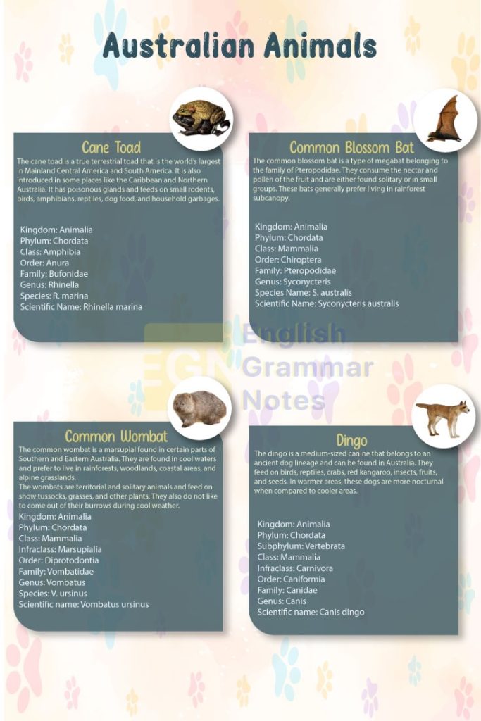 Australian Animals | List of Australian Animals With Description ...