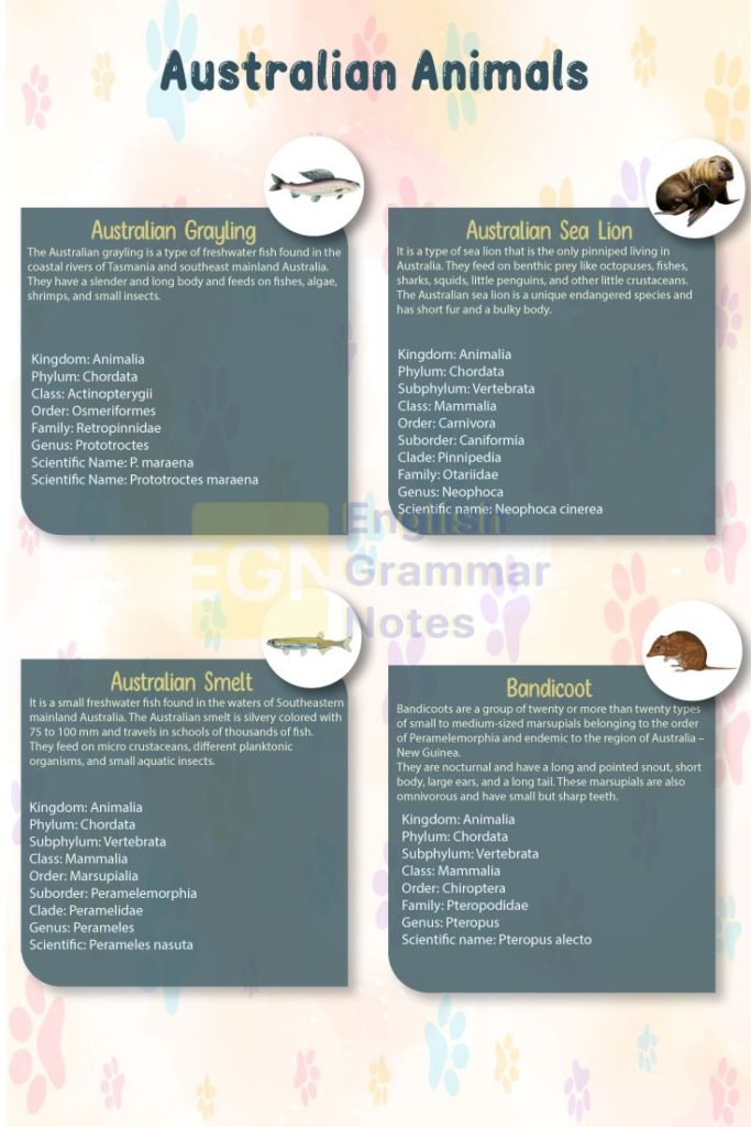 Australian Animals | List of Australian Animals With Description ...