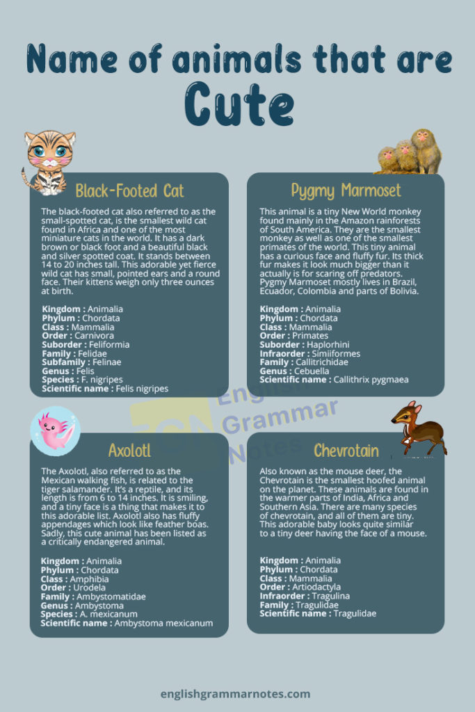 Cute Animals | List of Cute Animals With Descriptions – English Grammar ...