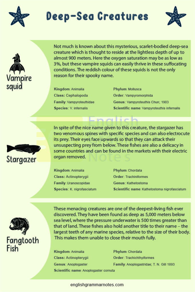 Deep Sea Creatures | List of Deep-Sea Creatures With Description ...