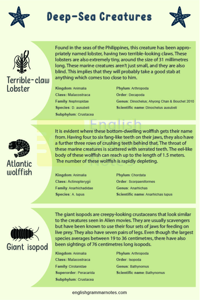 Deep Sea Creatures | List of Deep-Sea Creatures With Description ...