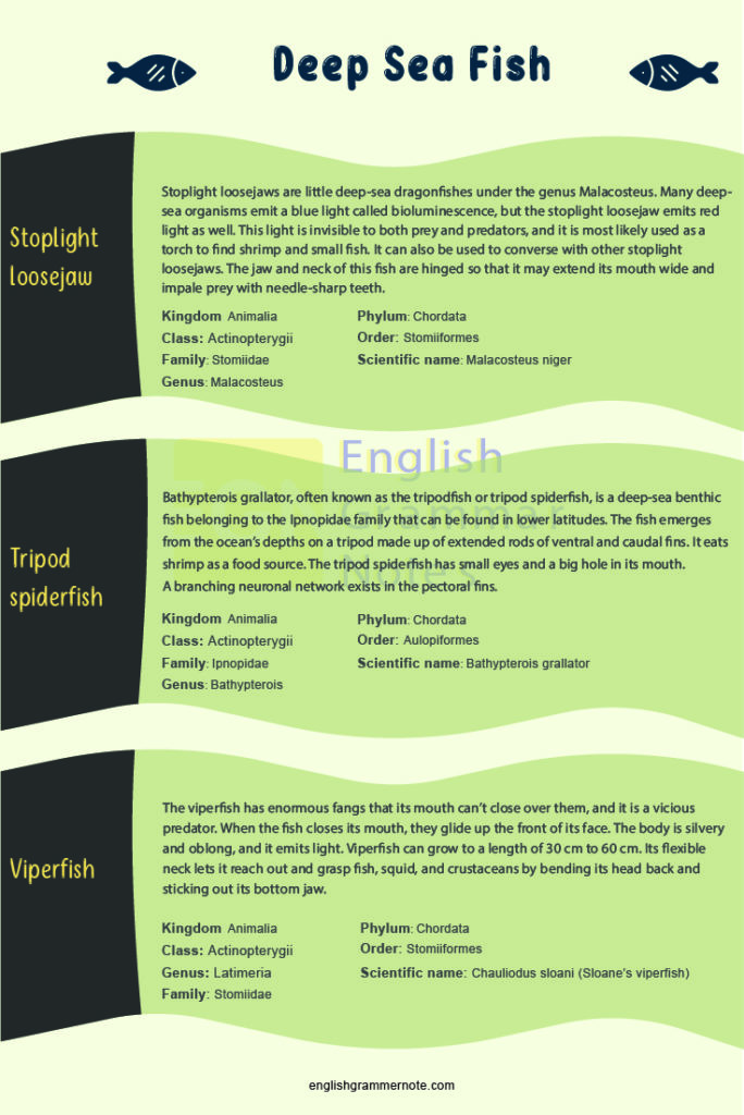 Deep Sea Fish | List of Deep Sea Fish With Description – English ...