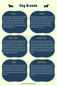 Dog Breeds | List of Dog Breeds With Description – English Grammar Notes