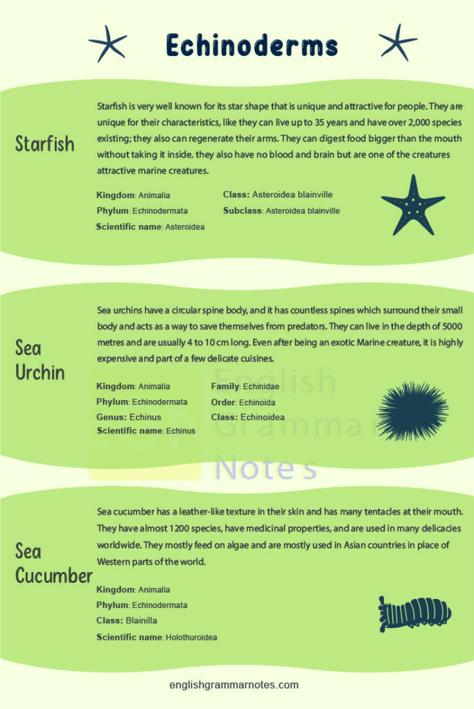 Echinoderms | List of Echinoderms With Description and Images – English ...