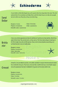 Echinoderms | List of Echinoderms With Description and Images – English ...