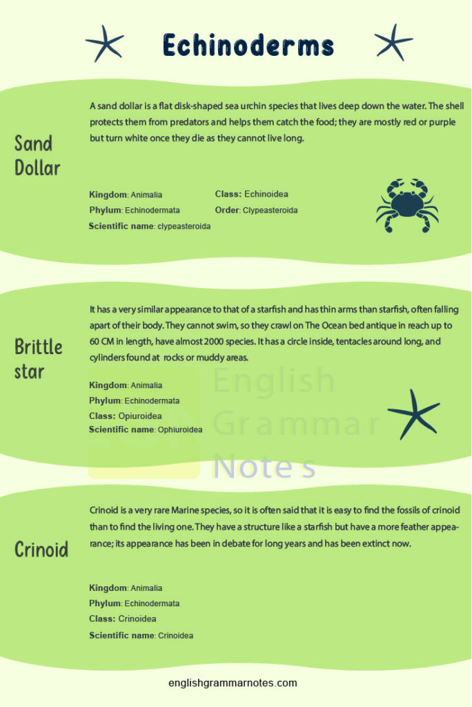 Echinoderms | List of Echinoderms With Description and Images – English ...
