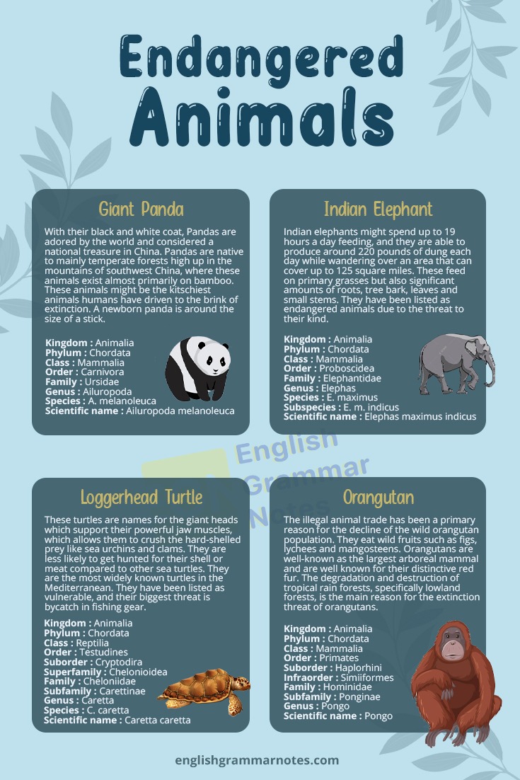 Endangered Animals | List of Endangered Animals With Description ...