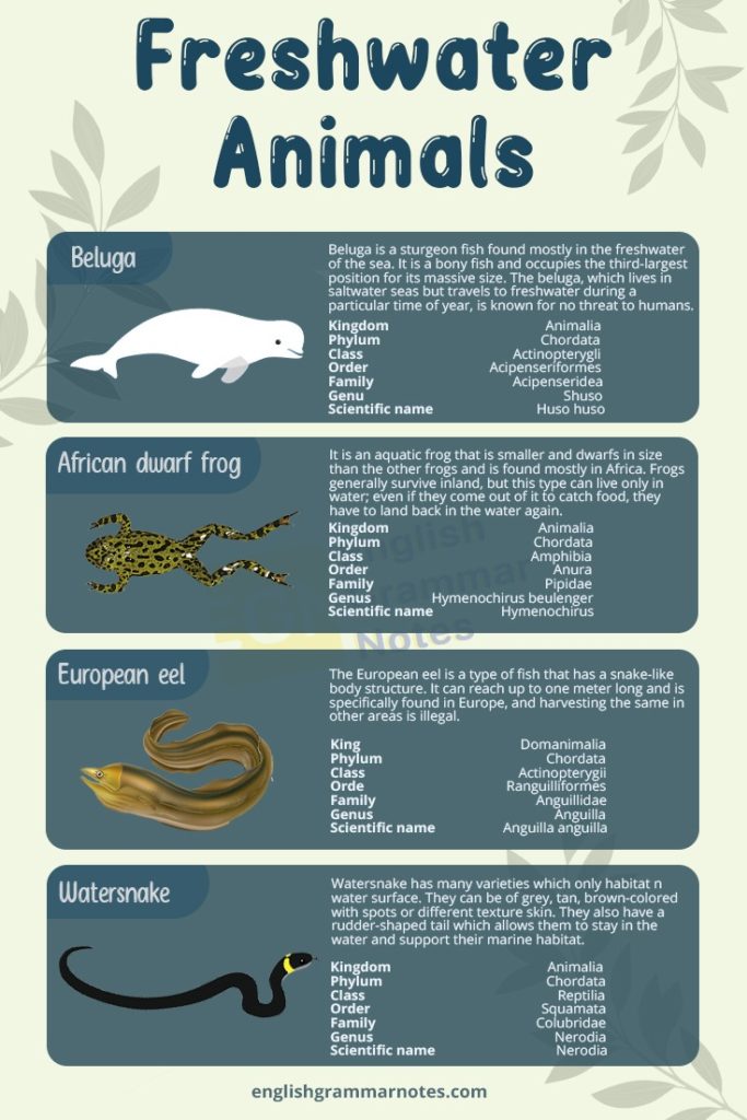Freshwater Animals | List of Freshwater Animals With Description ...