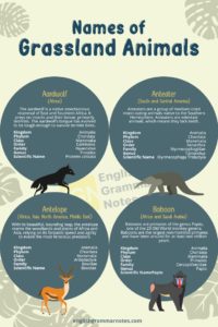 Grassland Animals | List of Grassland Animals With Description ...