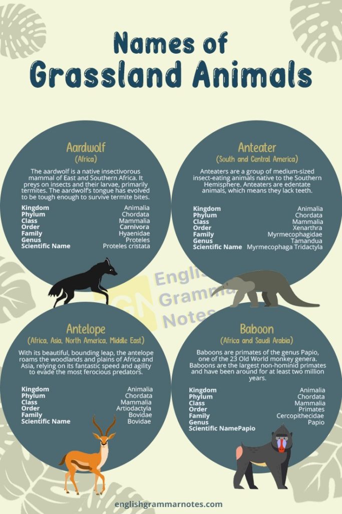 Grassland Animals | List of Grassland Animals With Description ...