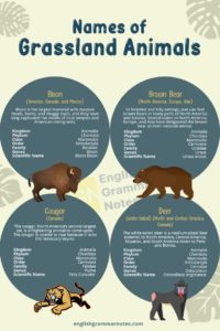 Grassland Animals | List of Grassland Animals With Description ...