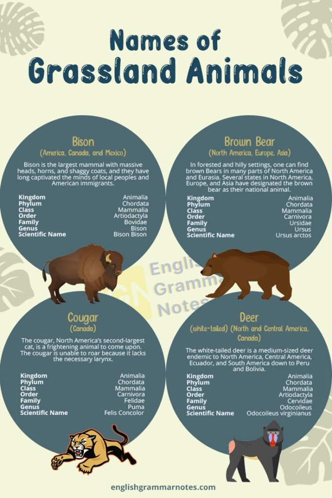 Grassland Animals | List of Grassland Animals With Description ...