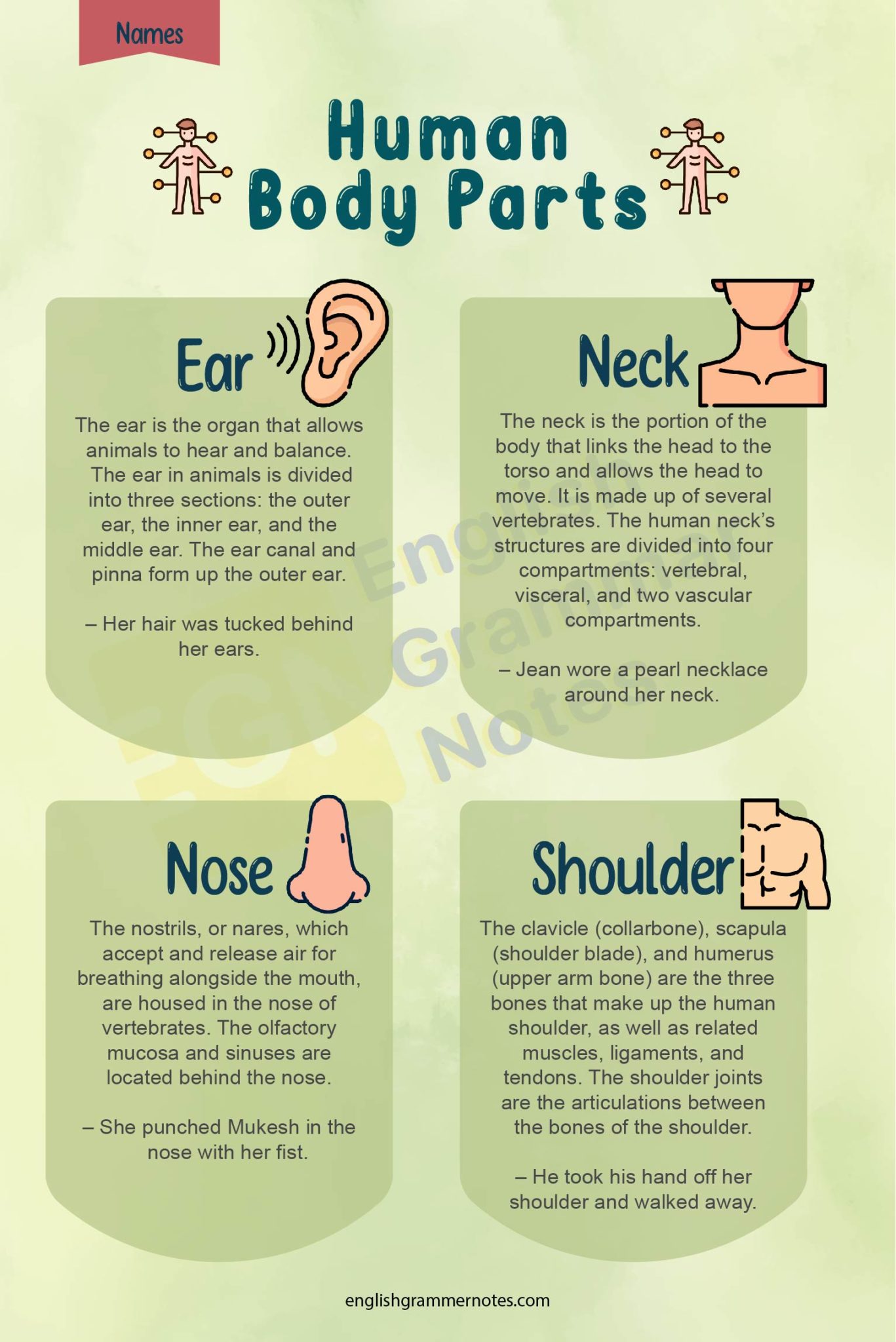 Human Body Parts Names | List of Human Body Parts Names in English With ...