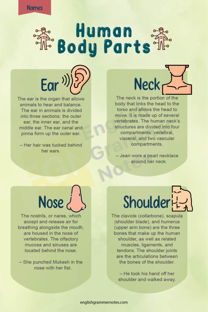 Human Body Parts Names | List of Human Body Parts Names in English With ...