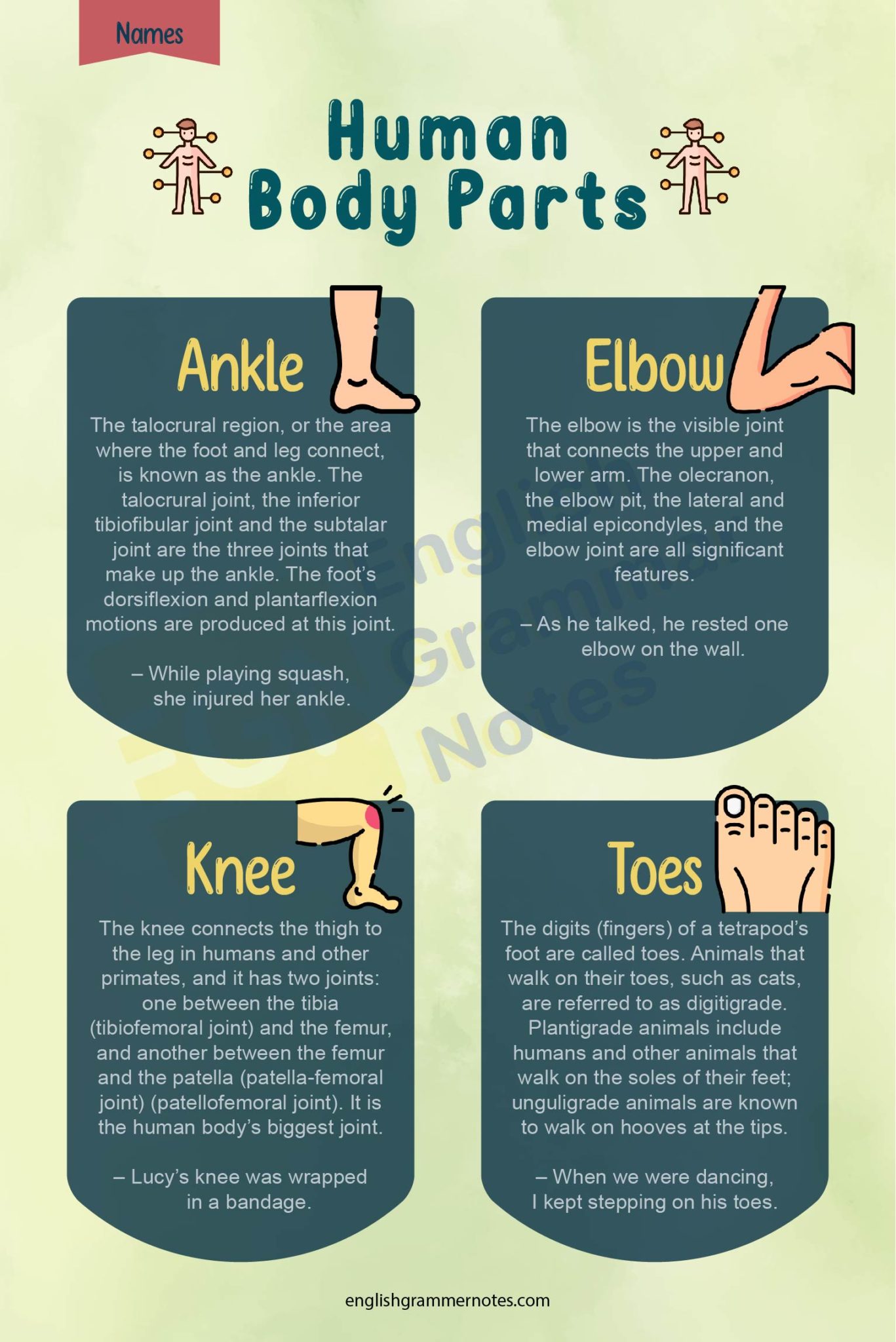 Human Body Parts Names | List of Human Body Parts Names in English With ...