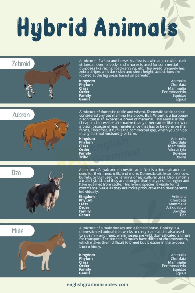 Hybrid Animals | List of Hybrid Animals With Description – English ...