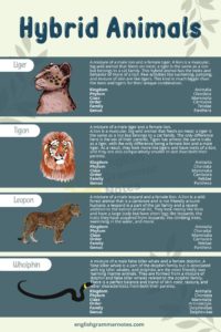 Hybrid Animals | List of Hybrid Animals With Description – English ...