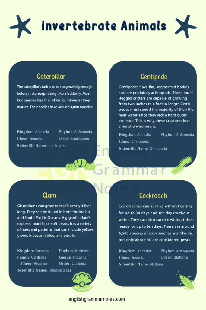 Invertebrates | List of Invertebrate Animals With Description – English ...