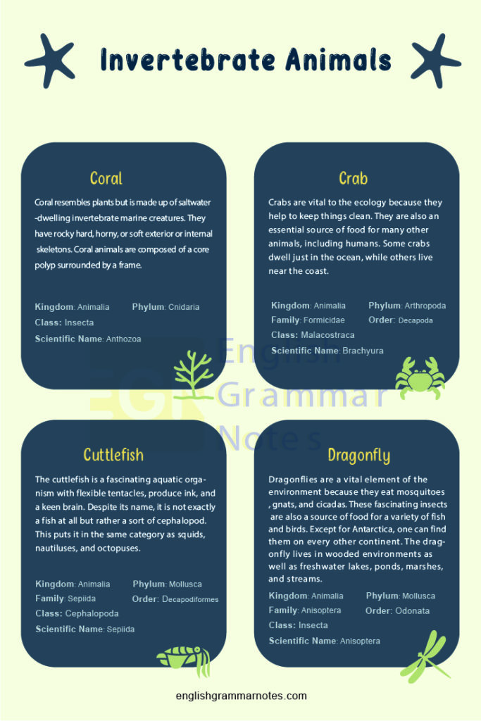 Invertebrates | List of Invertebrate Animals With Description – English ...