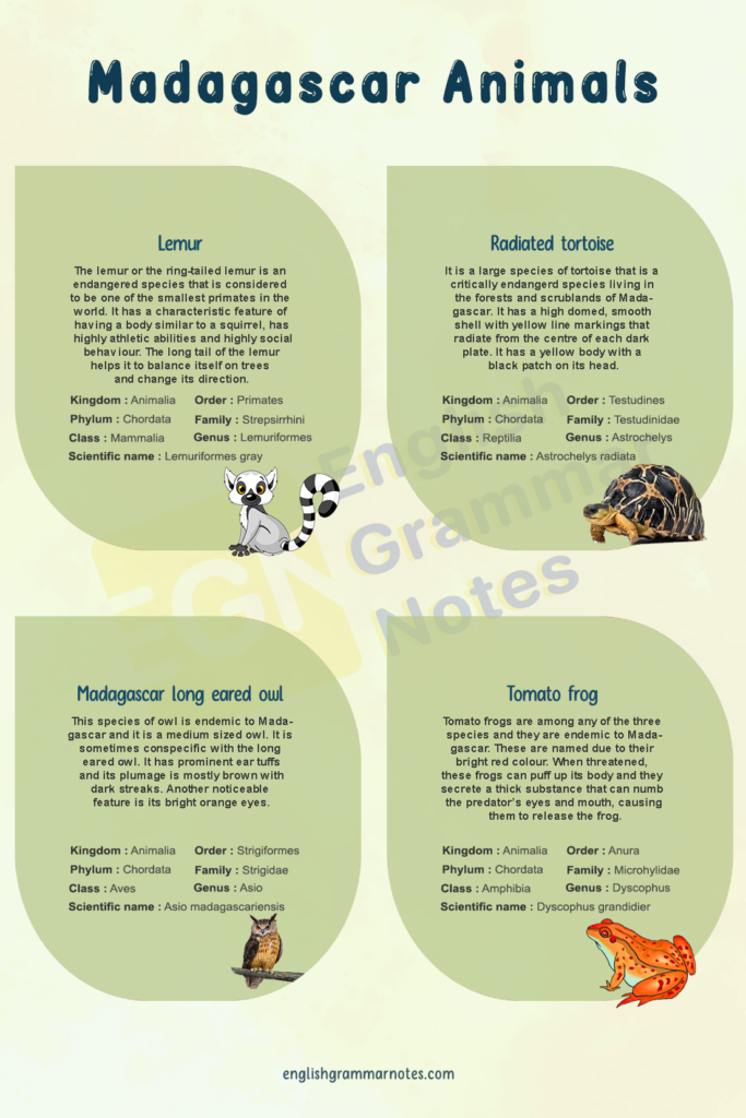 Madagascar Animals | List of Madagascar Animals With Description ...