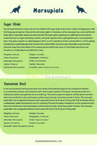 Marsupials | List of Marsupials With Description and Images – English ...