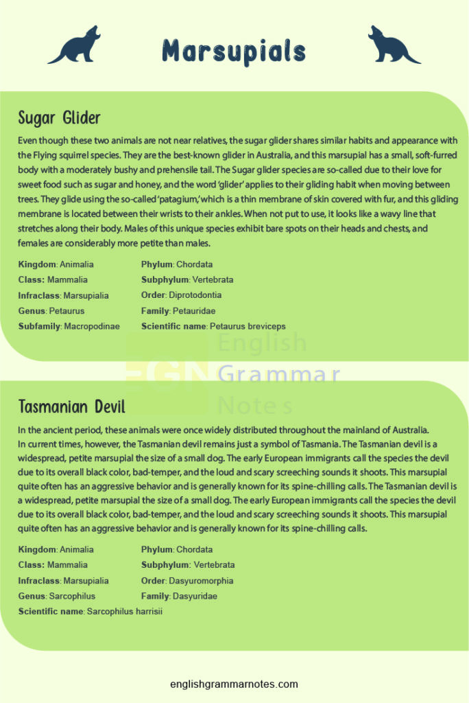 Marsupials | List of Marsupials With Description and Images – English ...
