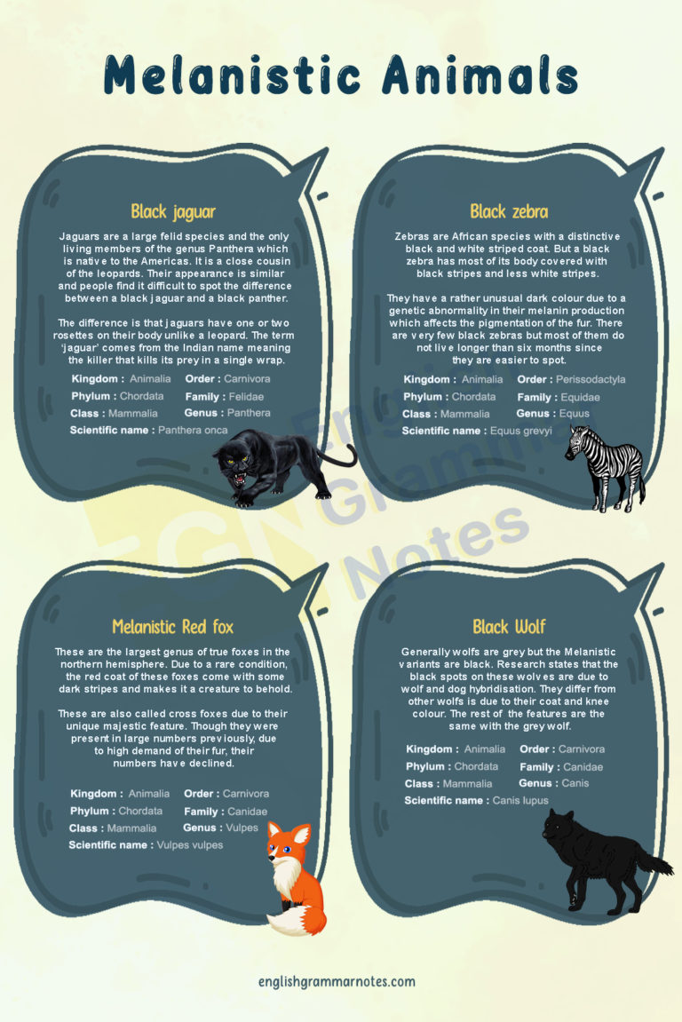 Melanistic Animals | List of Melanistic Animals With Description ...
