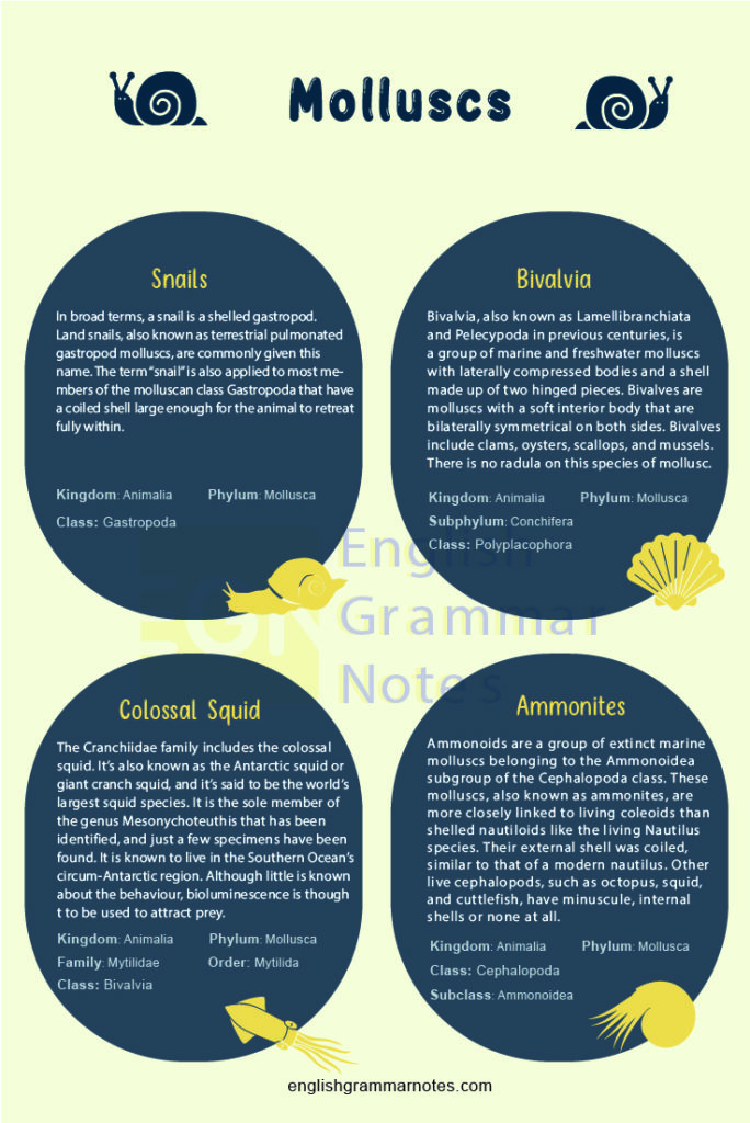 Molluscs | List of Molluscs With Description – English Grammar Notes