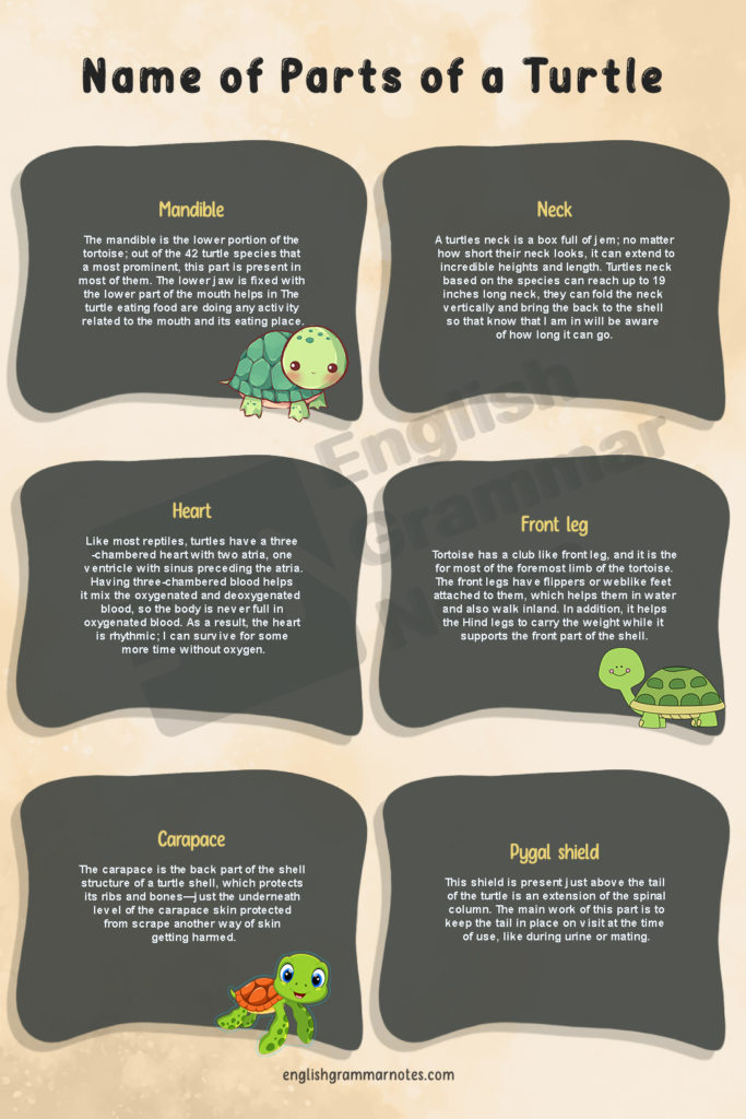 Parts of a Turtle | List of Parts of a Turtle With Description and ...