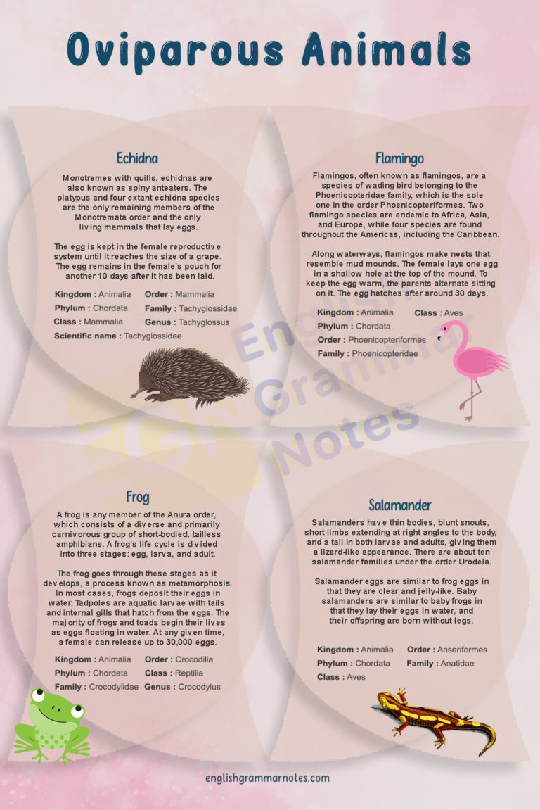Oviparous Animals | List of Oviparous Animals With Description ...