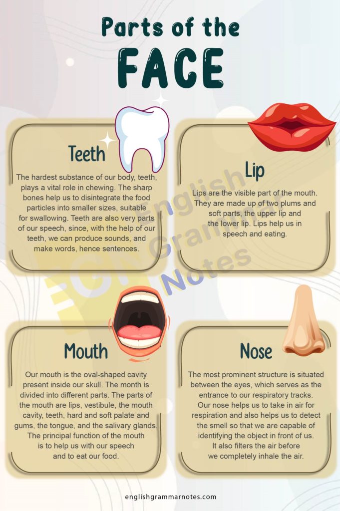 Parts of the Face Vocabulary | List of Parts of Face Vocabulary With ...