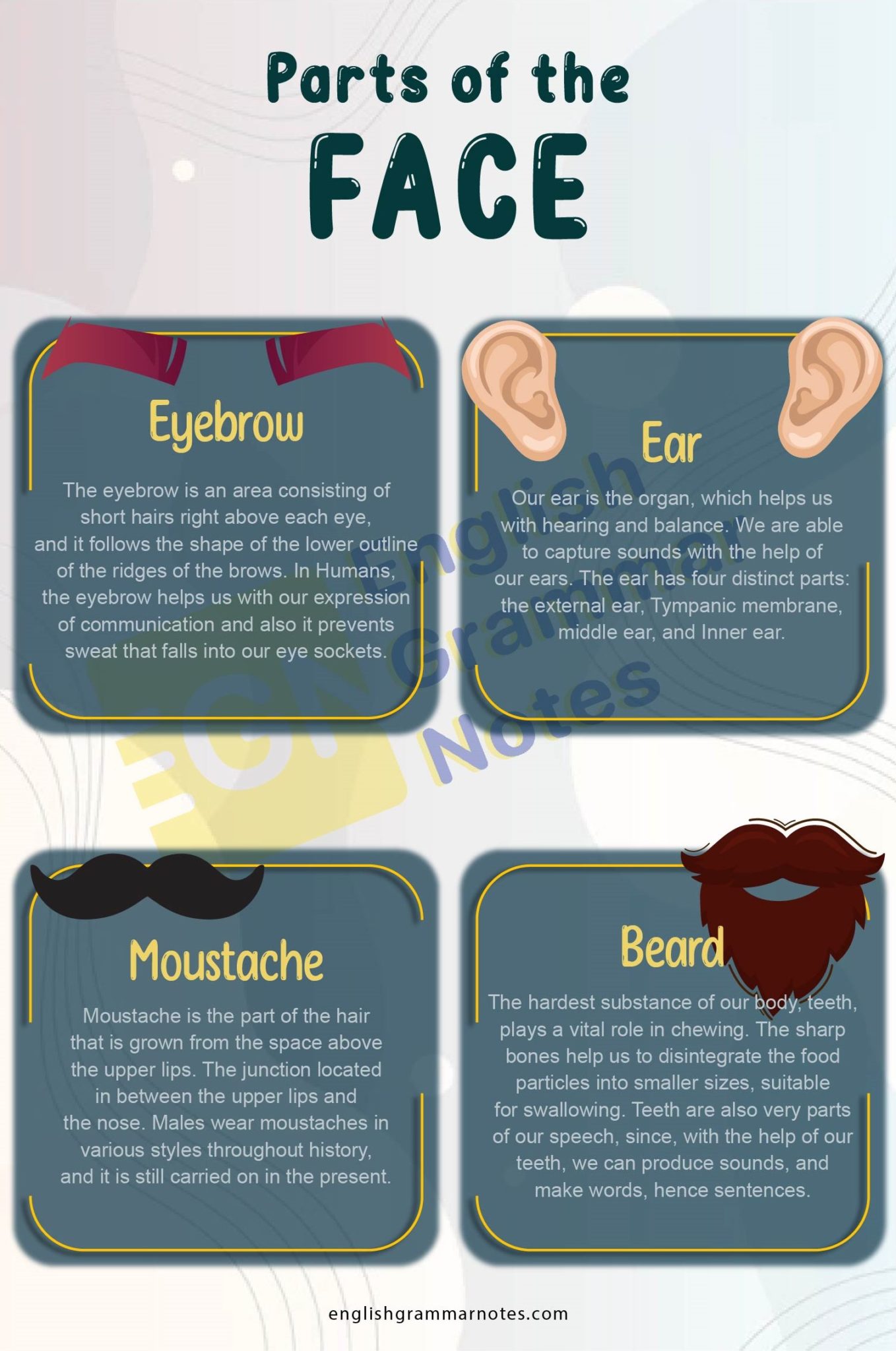 Parts of the Face Vocabulary | List of Parts of Face Vocabulary With ...
