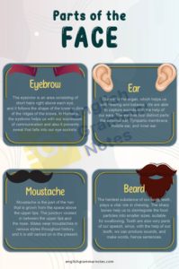 Parts of the Face Vocabulary | List of Parts of Face Vocabulary With ...